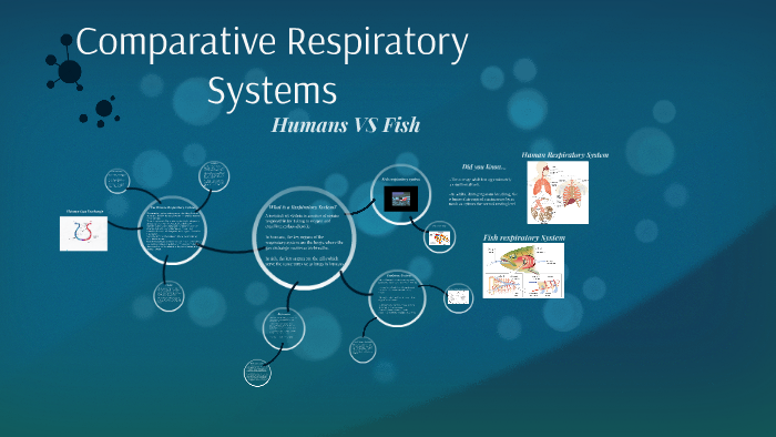 Comparative Respiratory Systems by allison panashe on Prezi