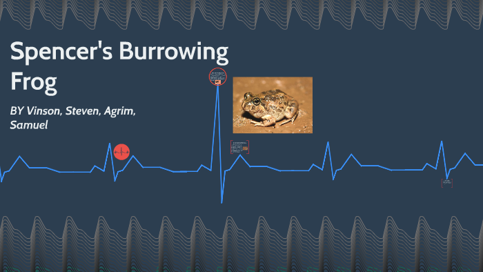 Spencer's Burrowing Frog by Agrim Baral on Prezi