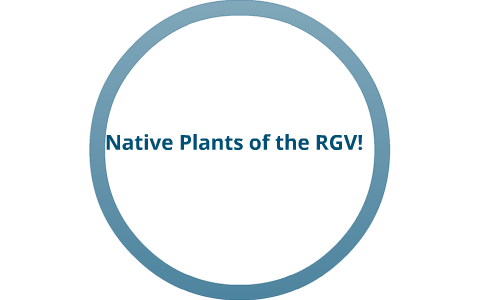 Native Plants of the Rio Grande Valley by Angelina Escalante