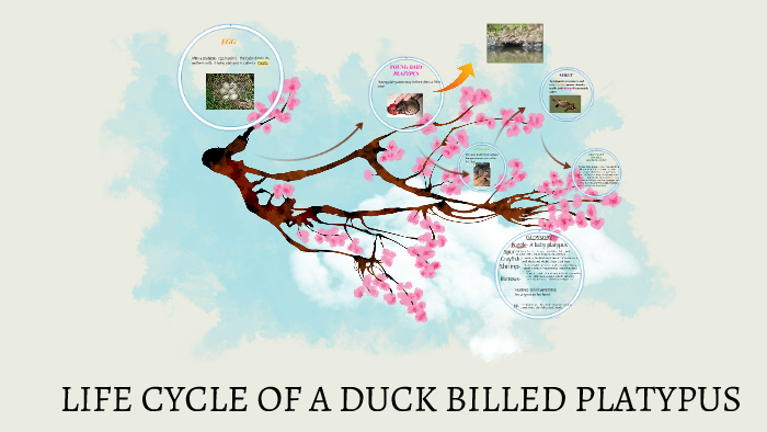 duck built platypus life cycle by Rob Frost on Prezi