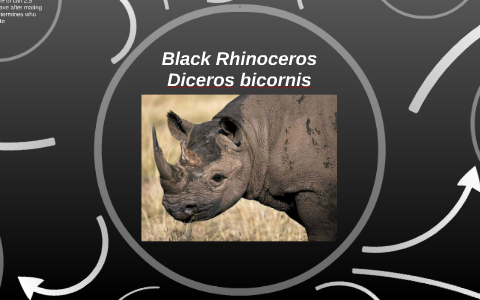 Black Rhinoceros Diceros bicornis by Jacob Stack on Prezi