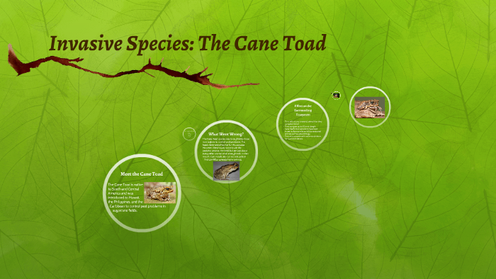 Invasive Species: The Cane Toad by Chloe Benningfield on Prezi