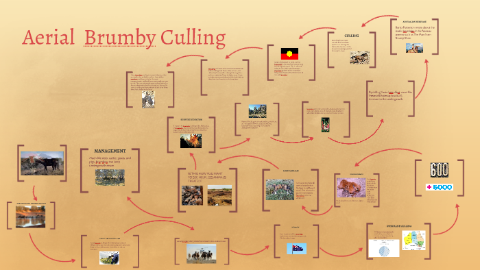 Aerial Brumby Culling by Calista Barrie-Gresham on Prezi