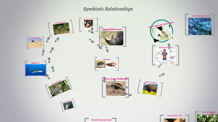 Symbiotic Relationships by Brian Mulcahey on Prezi