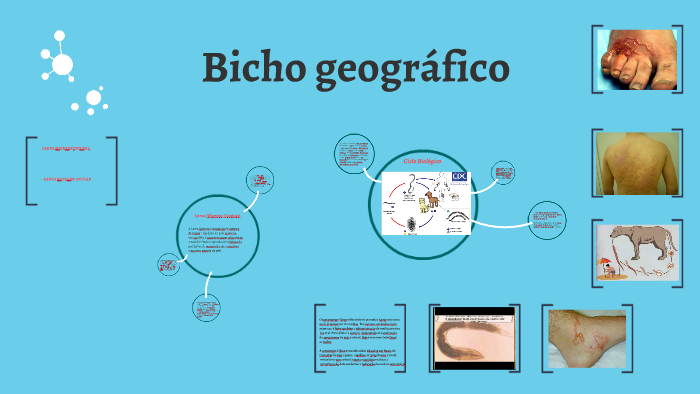 Larva migrans cutânea - Bicho Geográfico by Juliana Hartman on Prezi