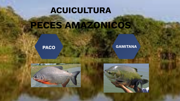 PECES AMAZÓNICOS by Fredy Loyola Conchucos on Prezi