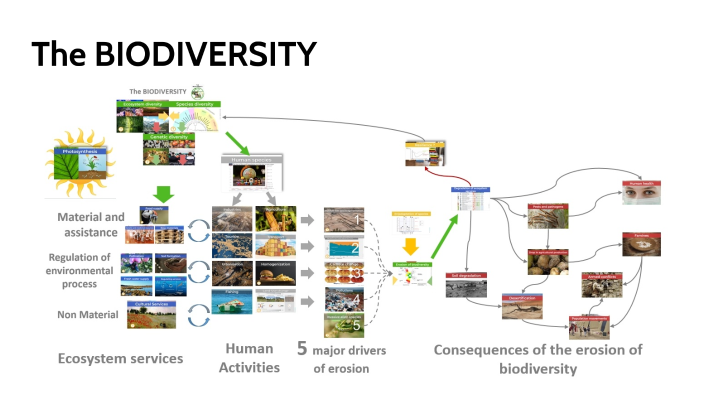 Biodiversity Fresk by on Prezi