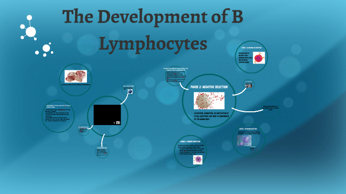 The Development of B Lymphocytes by DeAndra Owens on Prezi