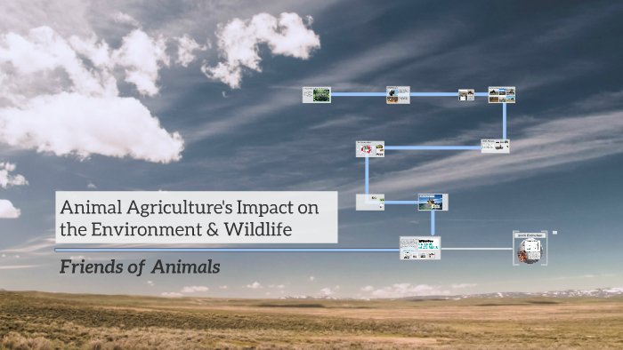 Animal Agriculture's Impact on the Environment & Wildlife by meg mac