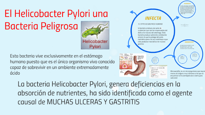 que es la helicobacter pylori by lina maria quintero londoño on Prezi
