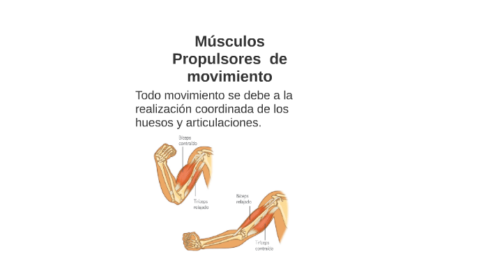 Musculos Propulsores de movimiento by Evelyn Satian on Prezi