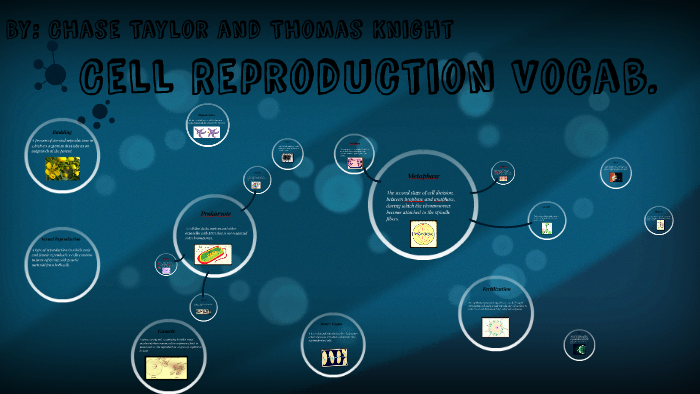 Cell Reproduction Vocab. by thomas knight on Prezi
