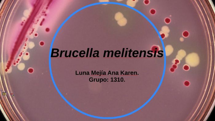 Brucella melitensis by Karen Luna on Prezi