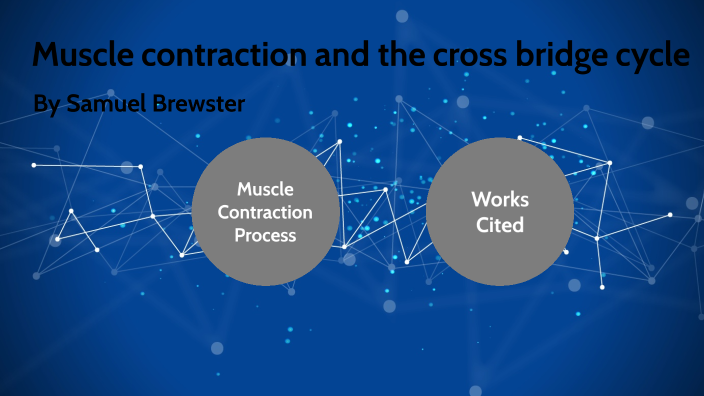Muscle contraction and the cross bridge cycle by Samuel Brewster on Prezi