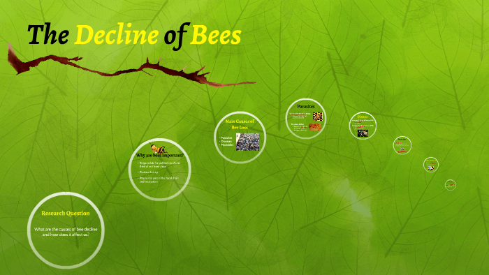 The Decline of Bees by Corey Lei on Prezi