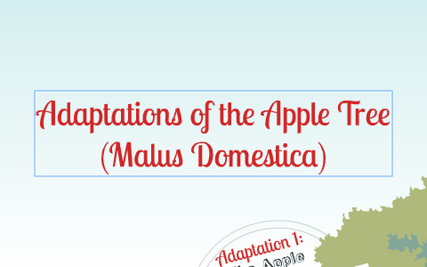 Adaptations of the Apple Tree by Annie Mullins on Prezi