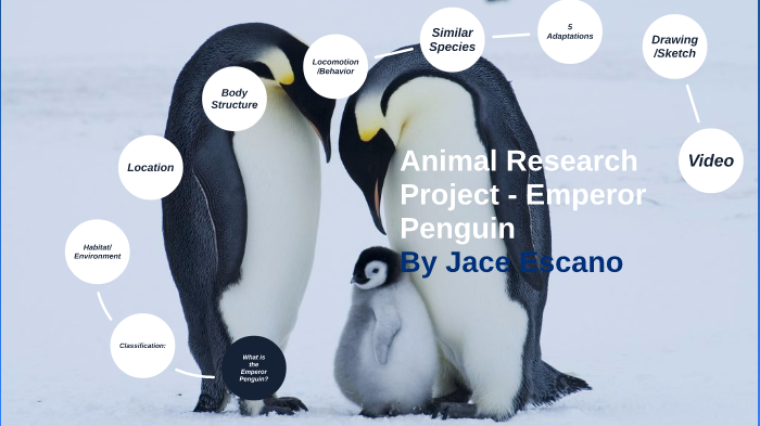 Animal Research Project - Emperor Penguin by Jace Escano on Prezi