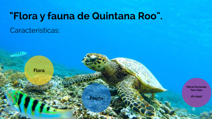 Flora y Fauna de Quintana Roo by María Fernanda Yam Sala on Prezi