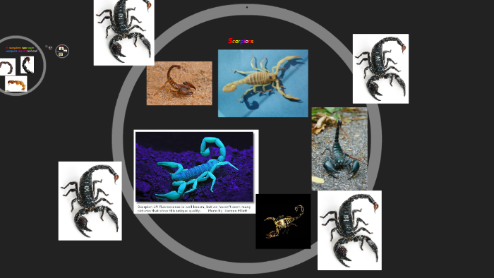 SCORPIONS! by janet kurth on Prezi