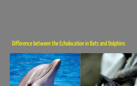 Difference between Echolocation in Dolphins and Bats by Hannah Connell ...