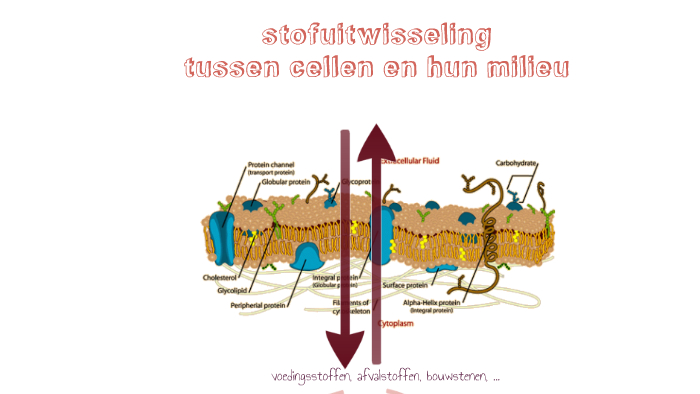 stofuitwisseling tussen cellen en hun milieu by Jonas Dreesen on Prezi