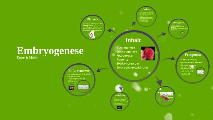 Embryogenese by Melih Touzani on Prezi