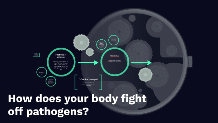 How does your body fight off pathogens? by Aden Cappelletti on Prezi
