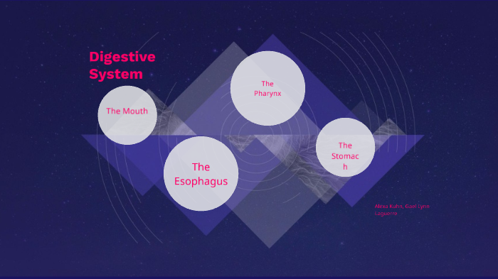 Digestive System Travel Brochure by Alexa Kuhn on Prezi