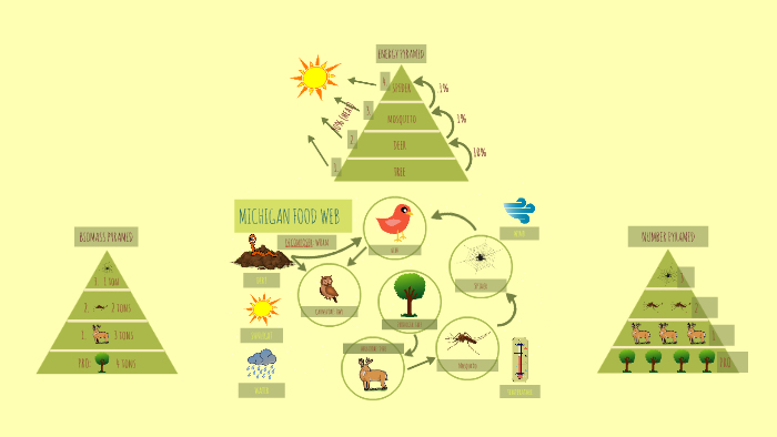 MICHIGAN FOOD WEB by Danielle Bastian on Prezi