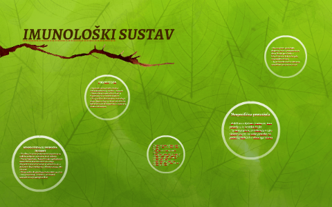 IMUNOLOŠKI SUSTAV - Nespecifična ili prirođena imunost, Fagocitoza ...