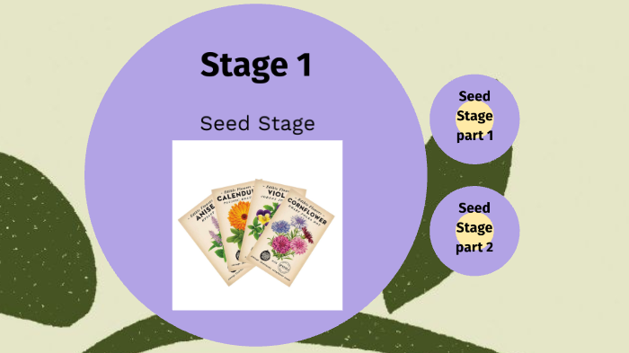 The Stages of the Flower Life Cycle- Ed 302 by Maggie Russell on Prezi