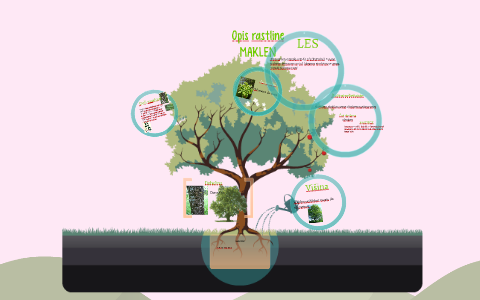 Opis rastline by Juntez Ana on Prezi