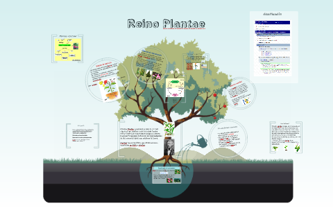 Reino Plantae by on Prezi
