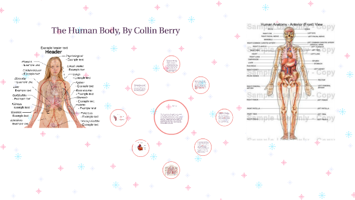 The Human Body by Collin Berry on Prezi