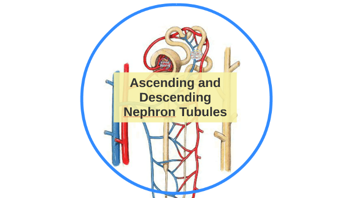 Ascending and Descending Nephron Tubules by Addison Goudy on Prezi