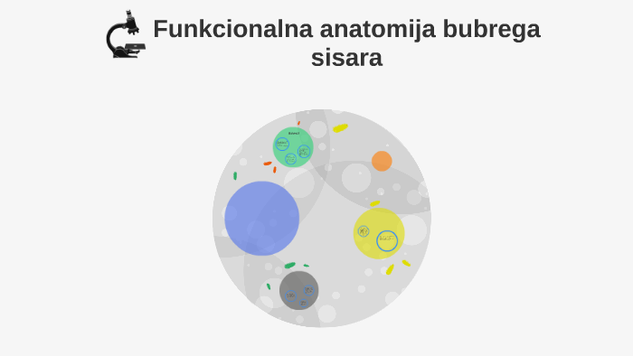 Funkcionalna anatomija bubrega sisara by Aleksa Vucaj on Prezi