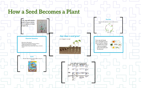 How a Seed Becomes a Plant by Emily Stacy on Prezi