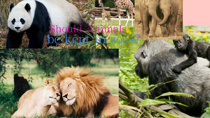 Animals in zoos? by pehton mccarty on Prezi