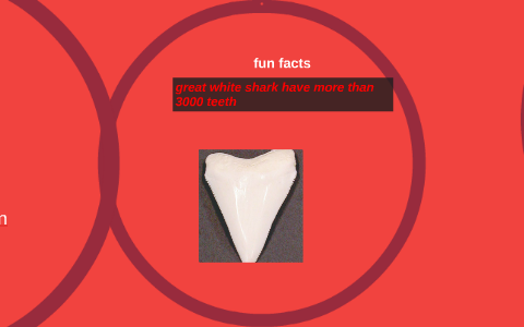 great white shark have 3000 rows of razar sharp teeth by michelle ...
