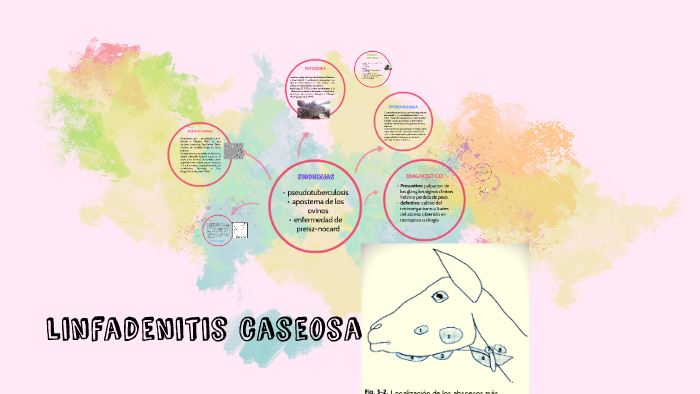 linfadenitis caseosa by karen santos on Prezi