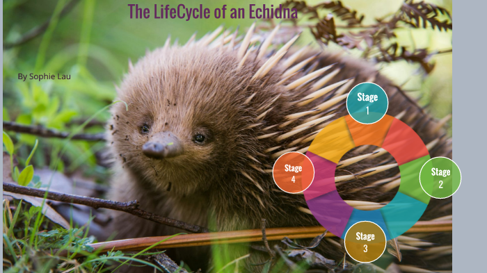 Life Cycle of an Echidna by S L on Prezi