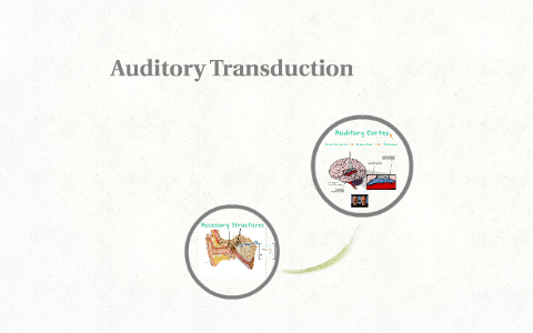 Auditory Transduction by Rachel Smullen on Prezi