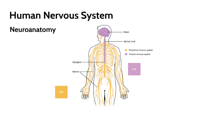 Neuroanatomy By Blythe Mcmillan On Prezi