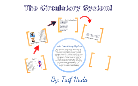 The Circulatory System by Megan Geddes on Prezi
