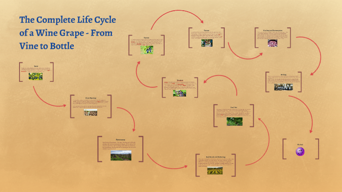 The Complete Life Cycle of a Wine Grape - From Vine to Bottl by on Prezi