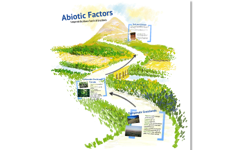 Abiotic Factors of Temperate Deciduous Forests & Grasslands by Amanda ...