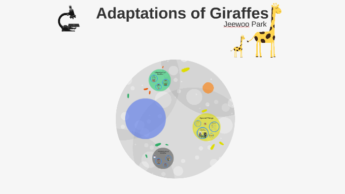 Adaptations of Giraffes by Jeewoo Park on Prezi