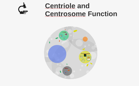 Centrosome Function