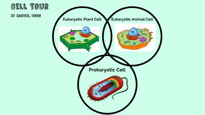 Cell Tour Project by Rachel H on Prezi
