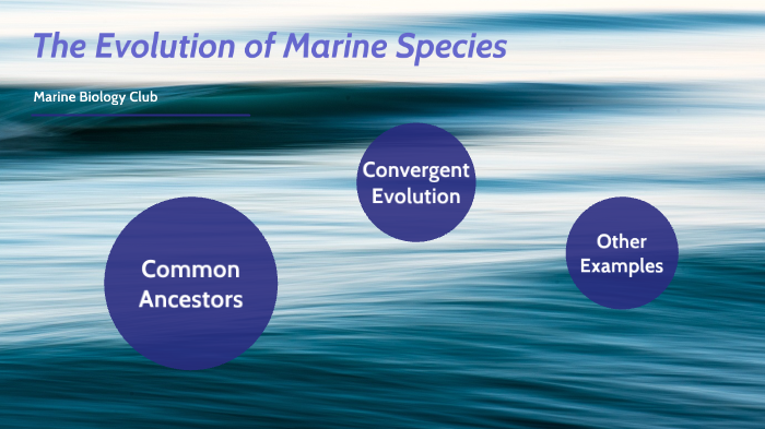 Evolution of Marine Species by Louisa Hoy on Prezi